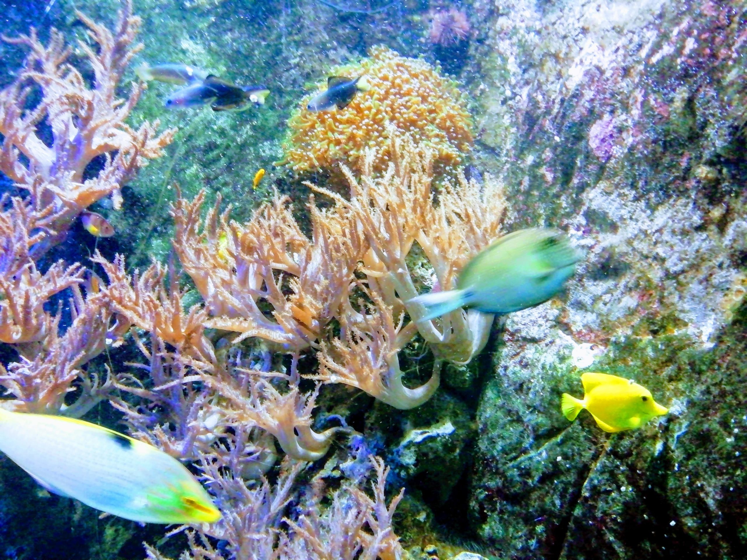 Blue Reef Aquarium - Hendra Holiday Park
