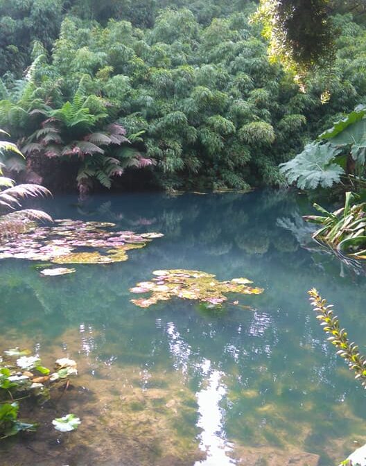 Top Gardens to Visit in Cornwall - Hendra Holiday Park