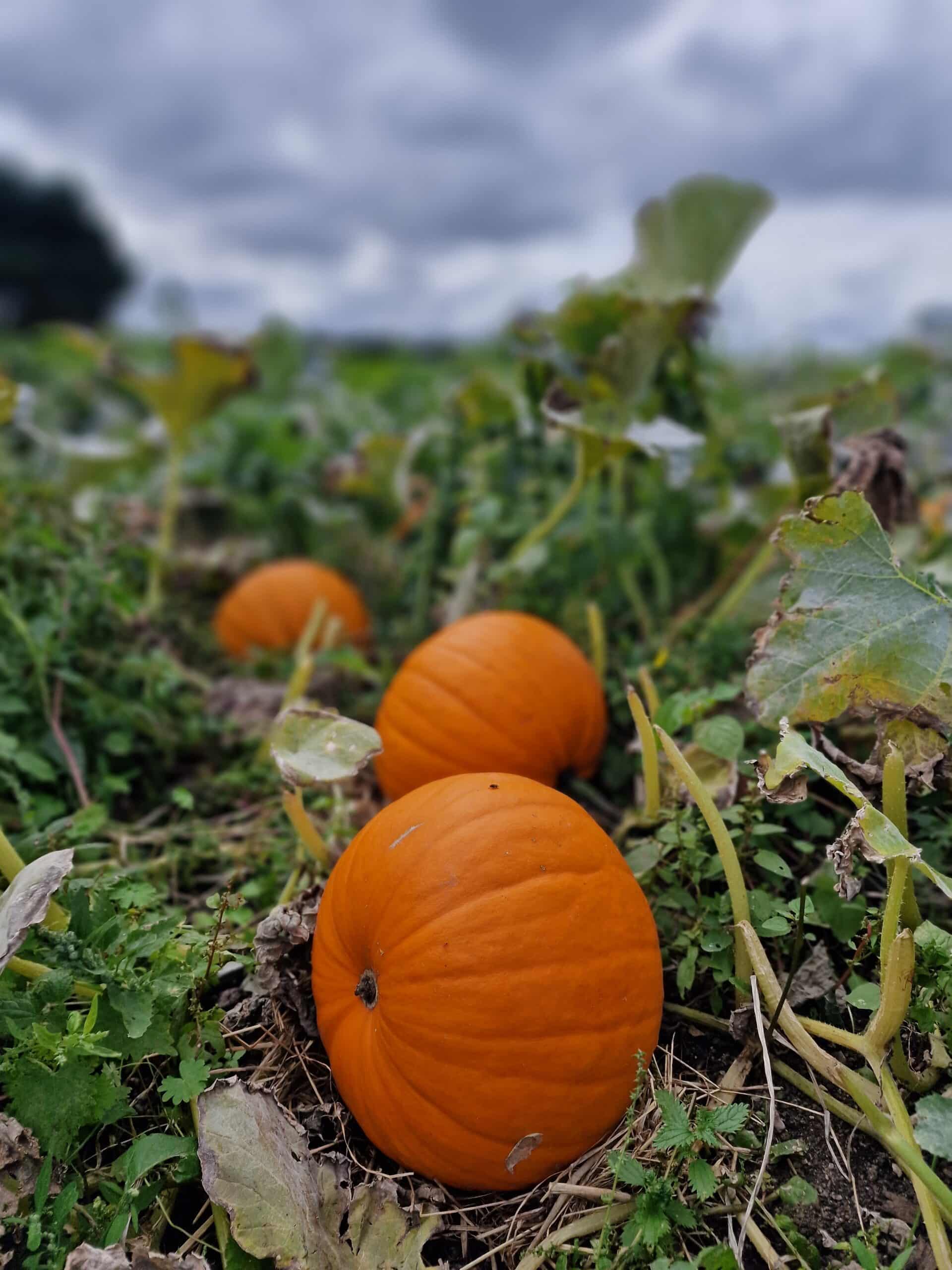 Best Autumn Walks in Cornwall - Hendra Holiday Park