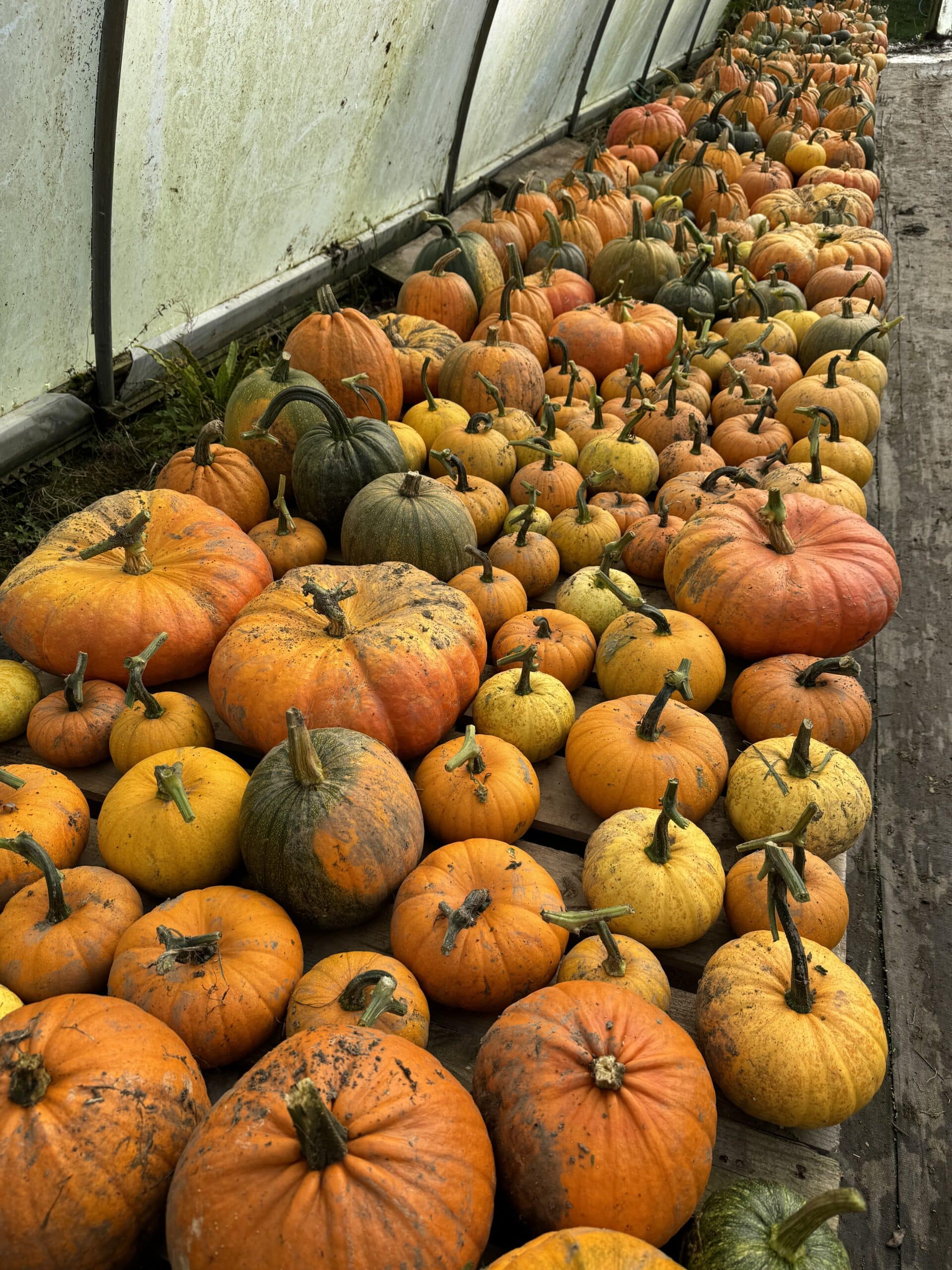 Spooktacular Halloween Half-Term at Hendra Holiday Park - Hendra ...